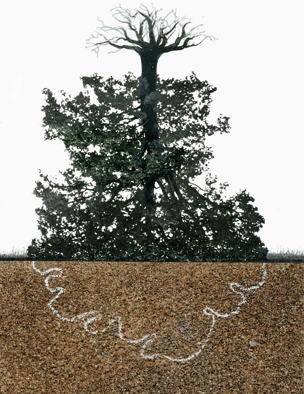 TREE USD 1 x600 | John Aldus